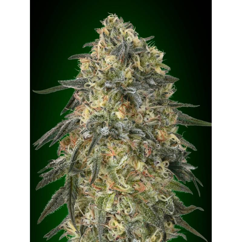 Serious Kush Feminizada - Serious Seeds - Semillas - Venta online