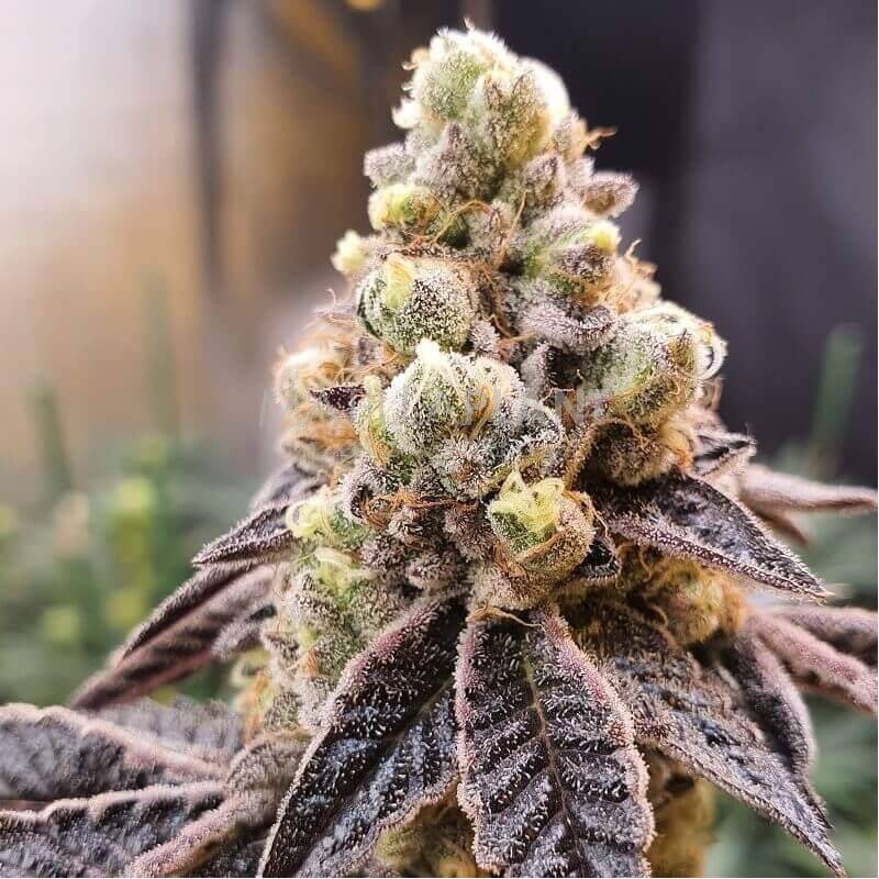 Top 10 semillas a granel más productivas 2023