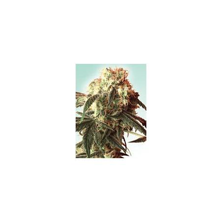 Stardust Feminizada | Helvetic Seeds | Semillas Feminizadas
